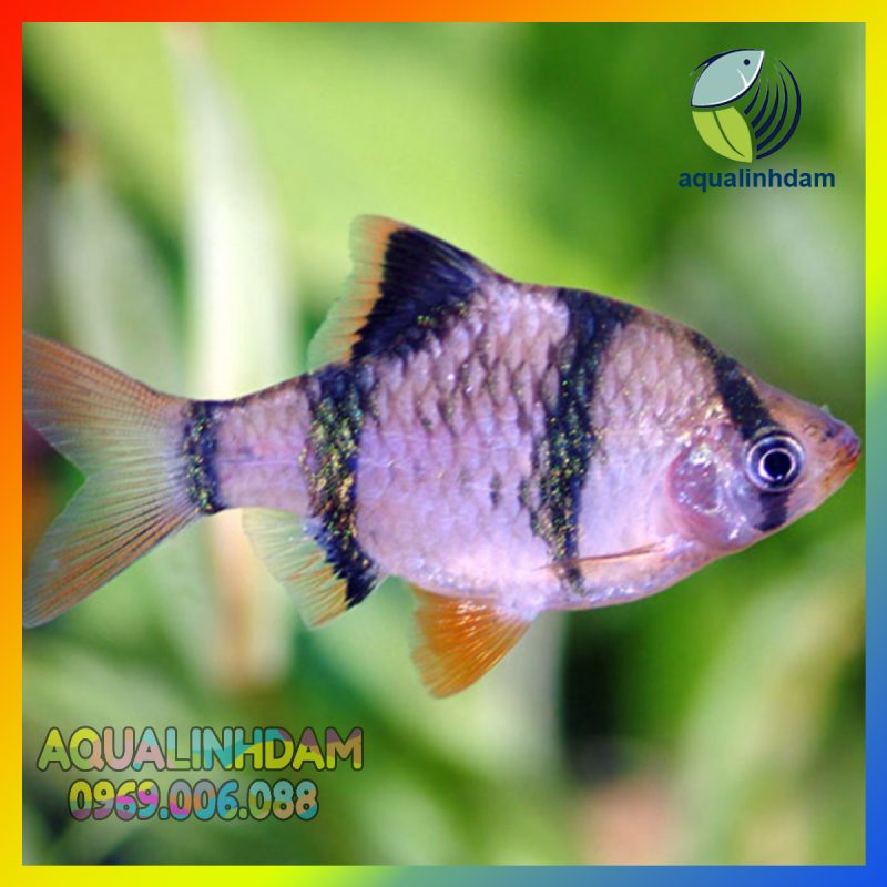 CÁ XECAN (TỨ VÂN)