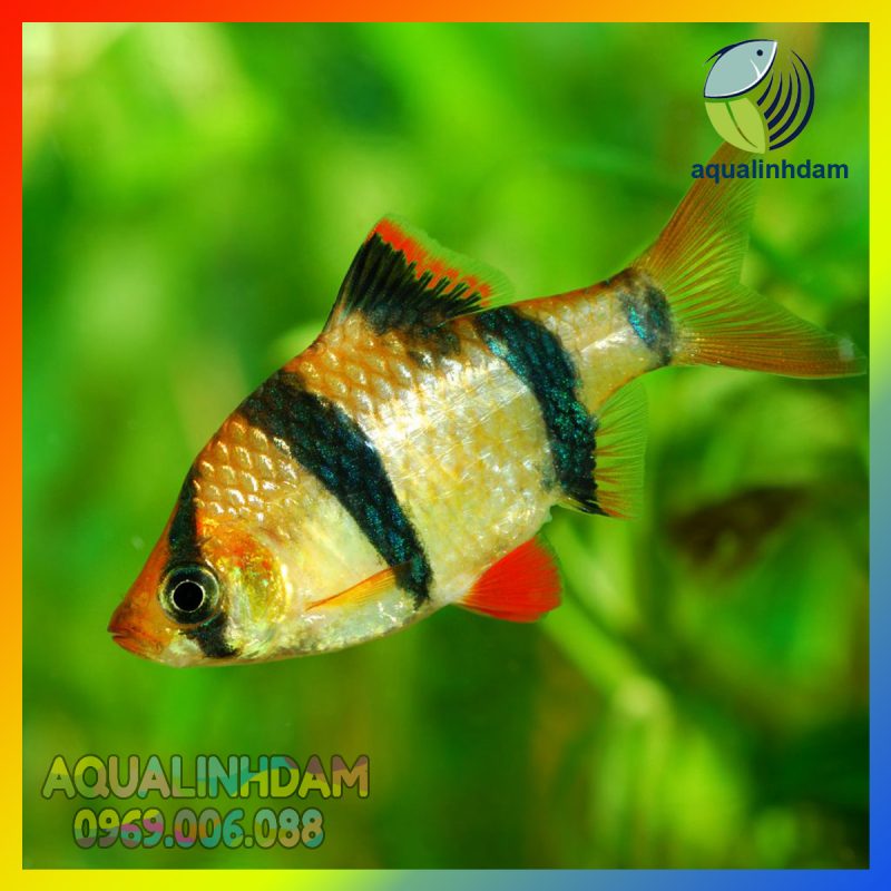 CÁ XECAN (TỨ VÂN)