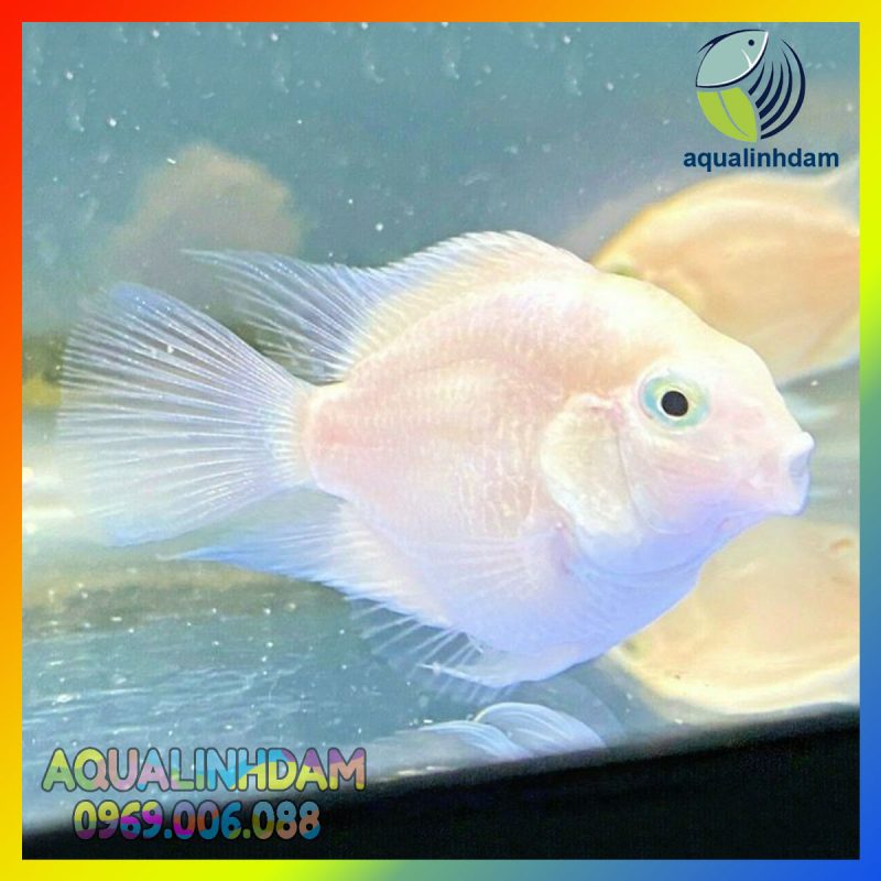 KÉT PANDA - KÉT PLATINUM