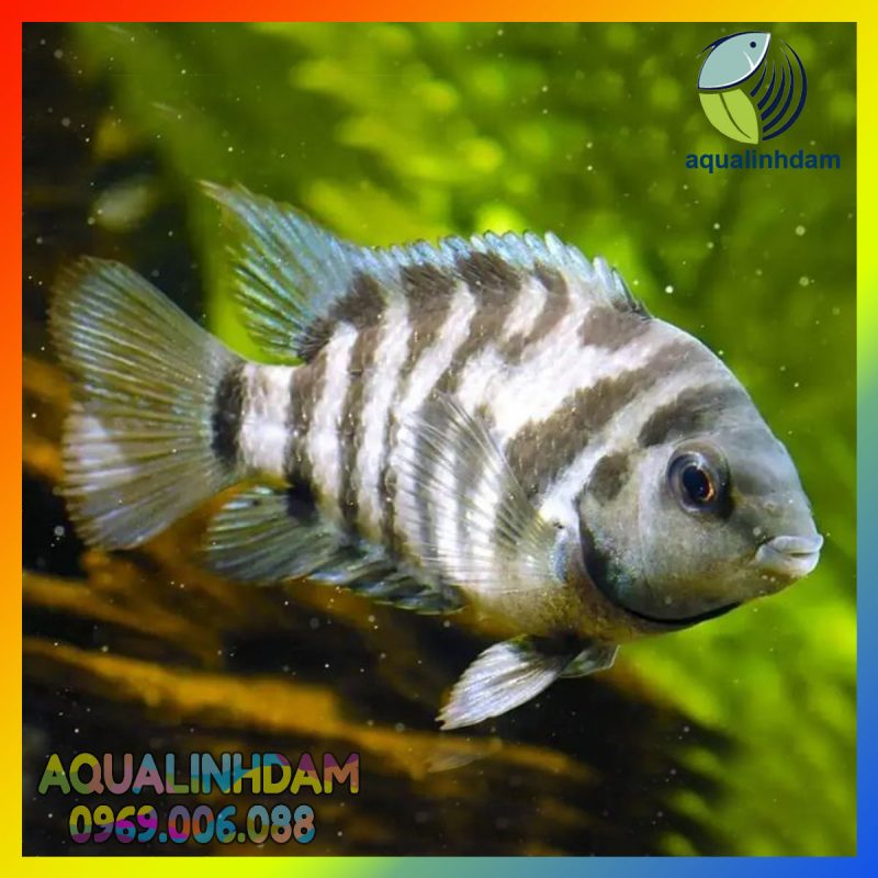 KÉT PANDA - KÉT PLATINUM