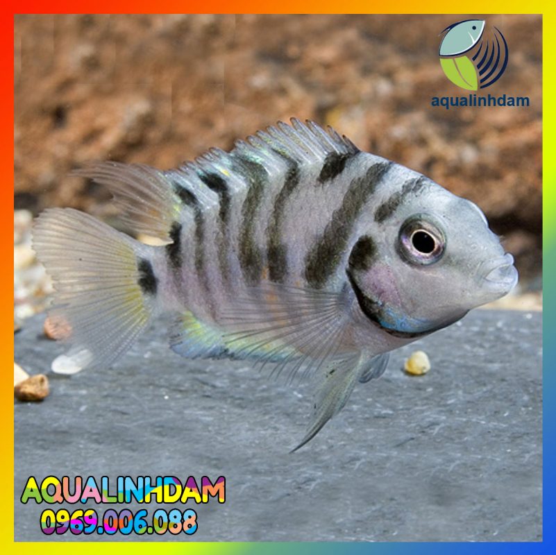 KÉT PANDA - KÉT PLATINUM