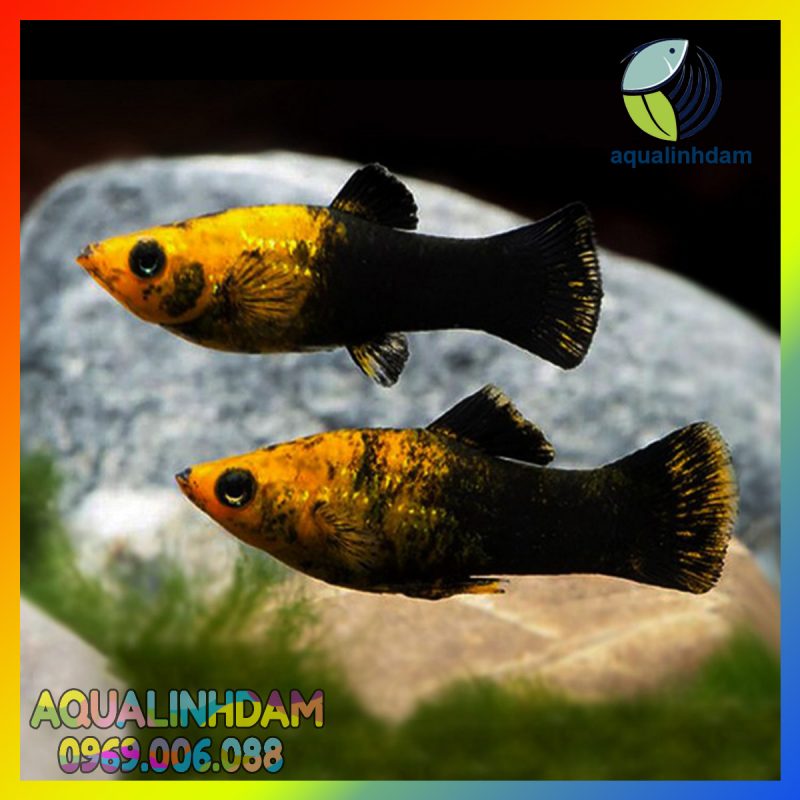 CÁ MOLLY VÀNG ĐEN