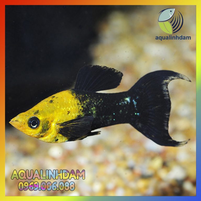 CÁ MOLLY VÀNG ĐEN