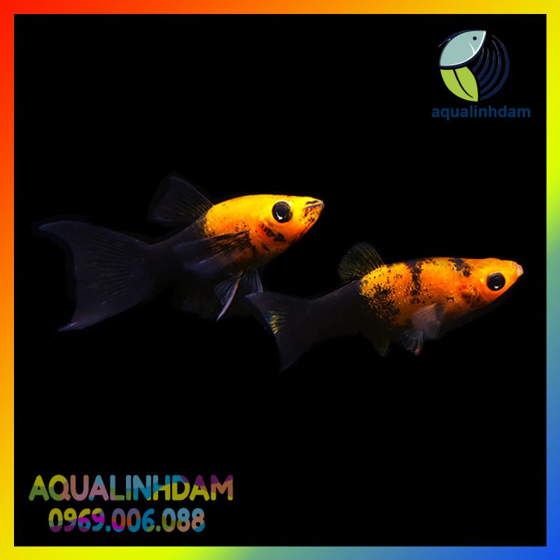 CÁ MOLLY VÀNG ĐEN