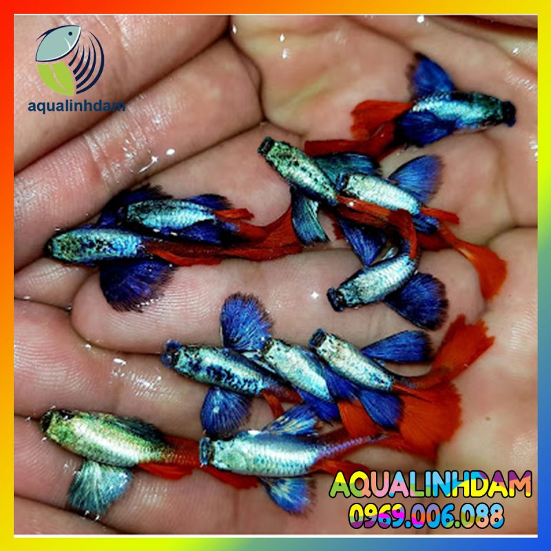 CÁ BẢY MÀU DUMBO RED TAIL