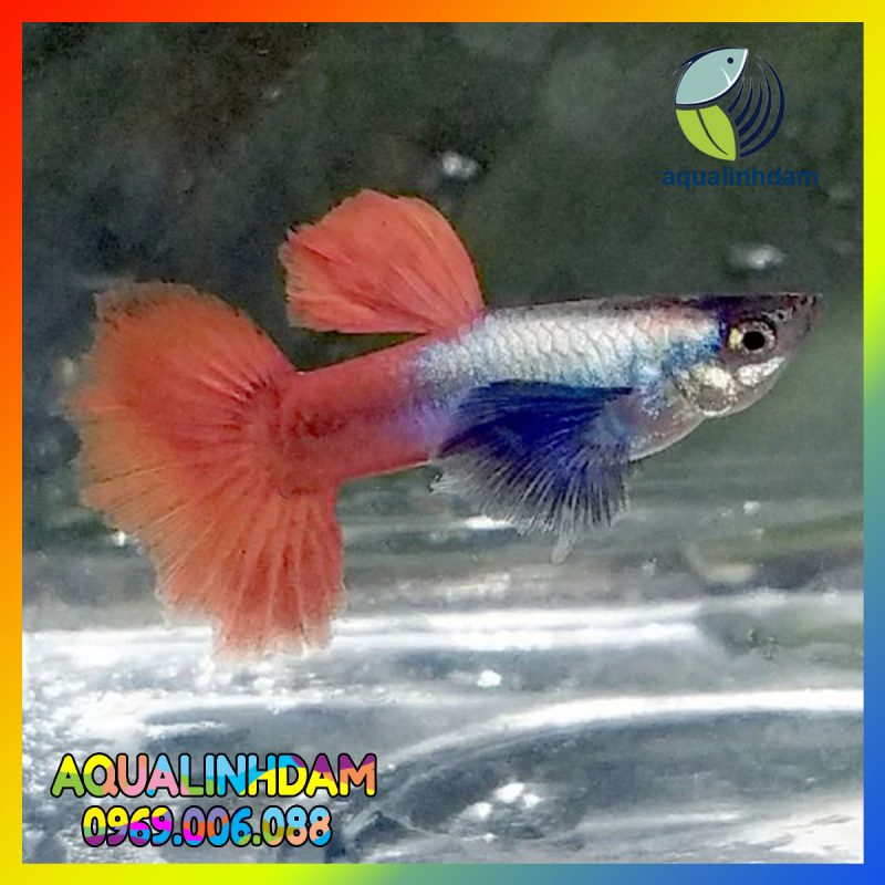 CÁ BẢY MÀU DUMBO RED TAIL